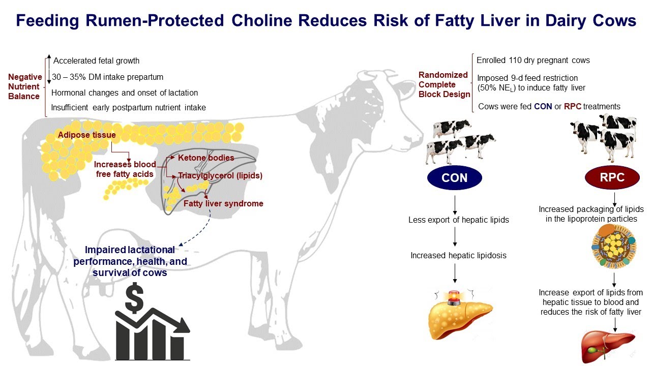 Rumen-Protected Choline Reduces Fatty Liver in Dairy Cows - YouTube