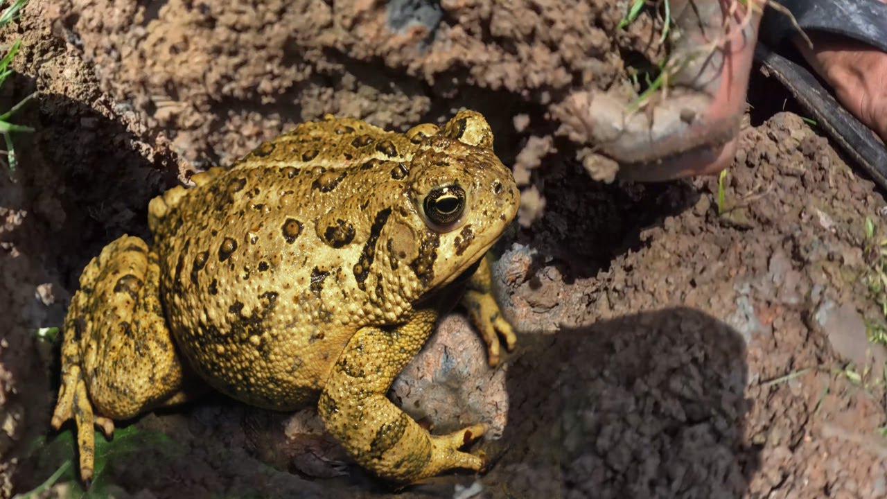 Unique Video! Two Brother catch frog big dry season pond / good finding ...