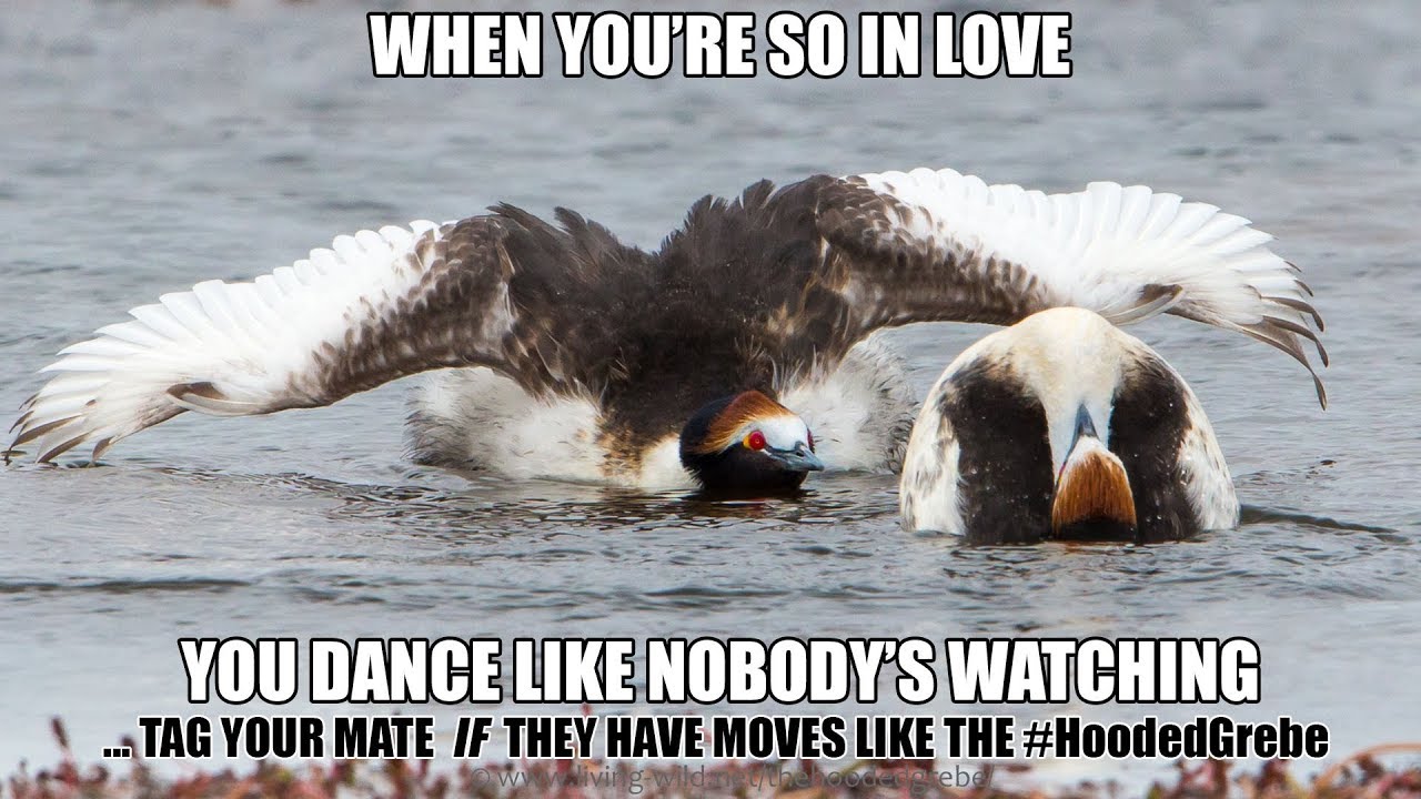 Animal Mating Memes