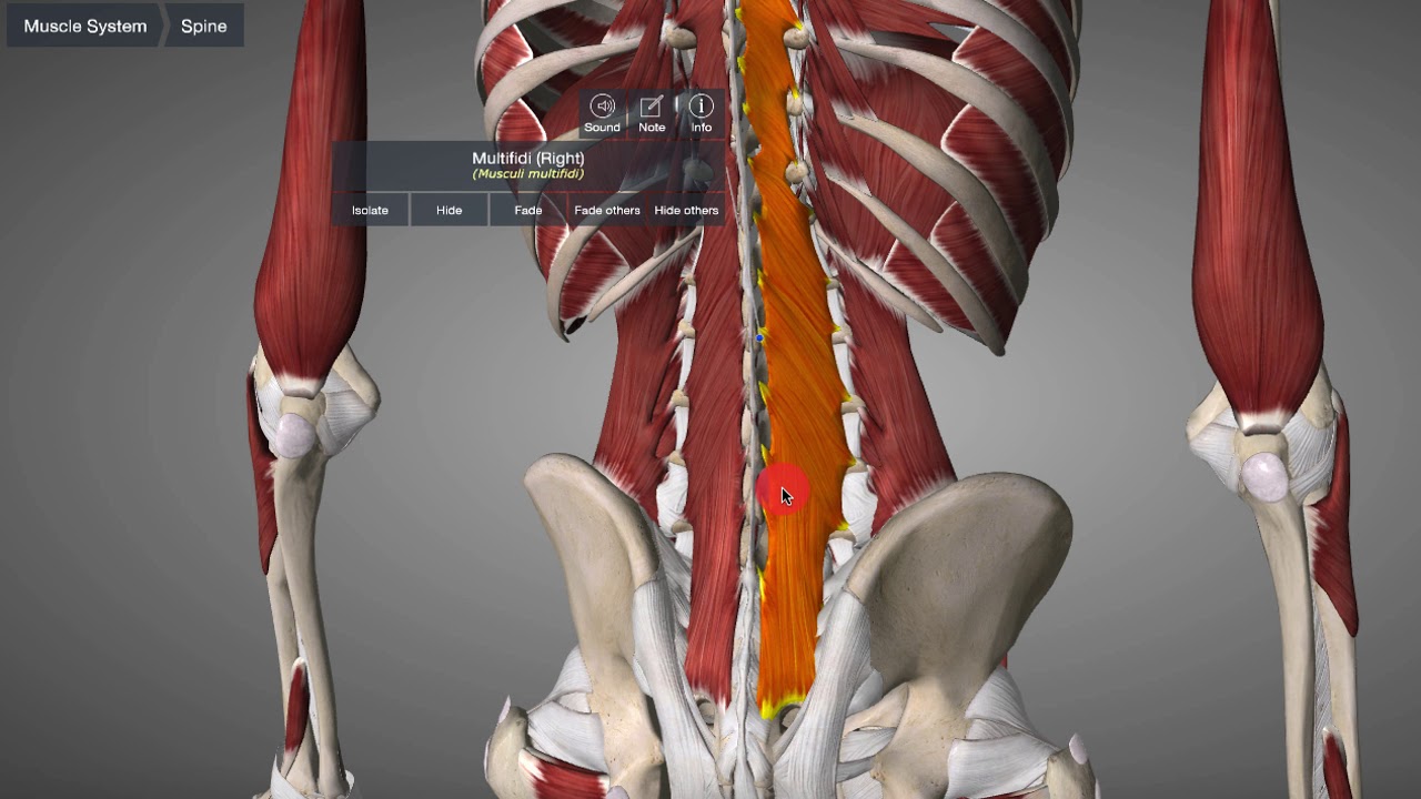 De oplossing voor Rugklachten! - YouTube