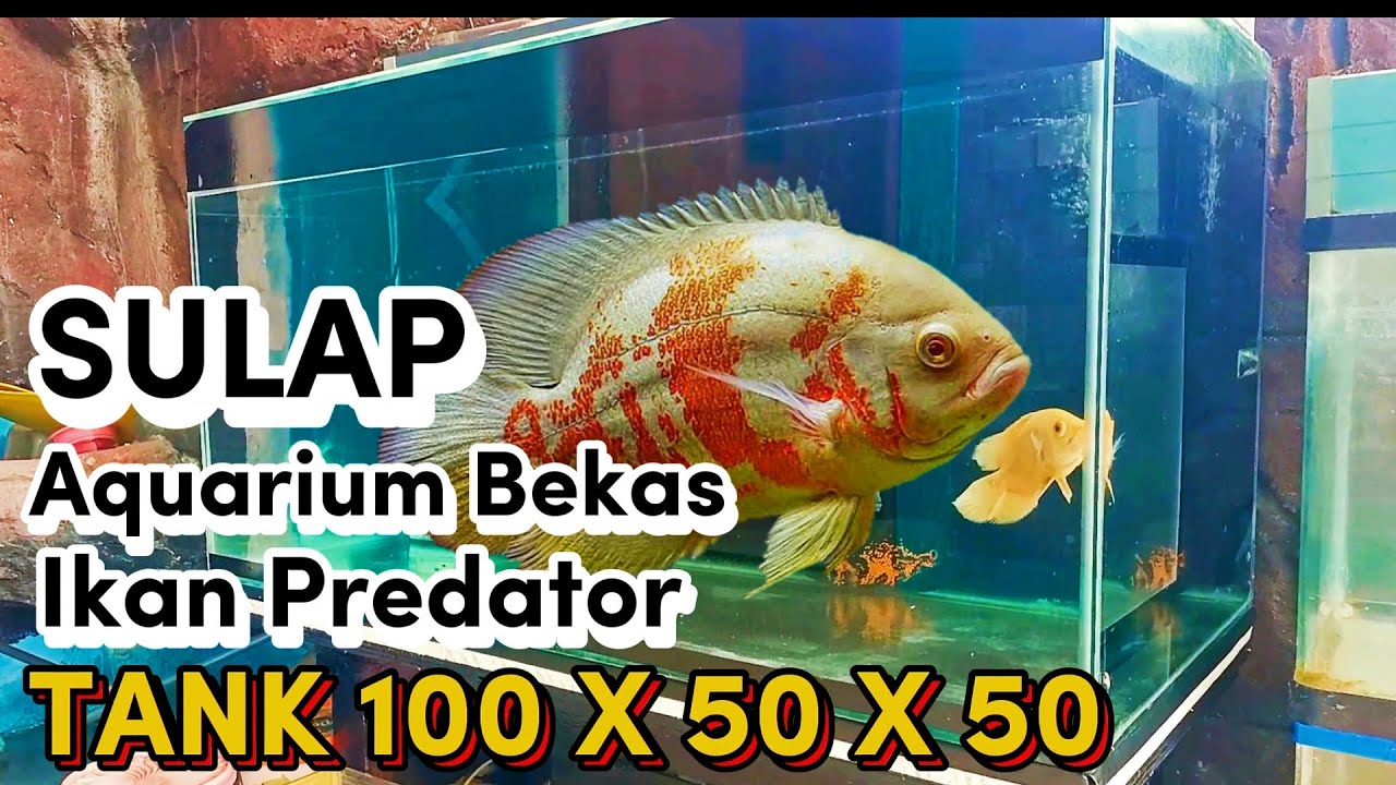 Murah Banget !!! Aquarium Ikan Predator air tawar ukuran Tank 100 X 50 ...