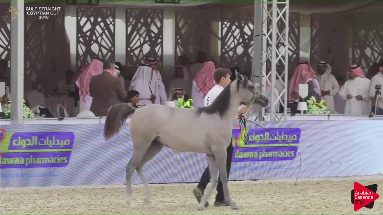 N.5 B RYANAH - Gulf SE Cup 2018 - YouTube