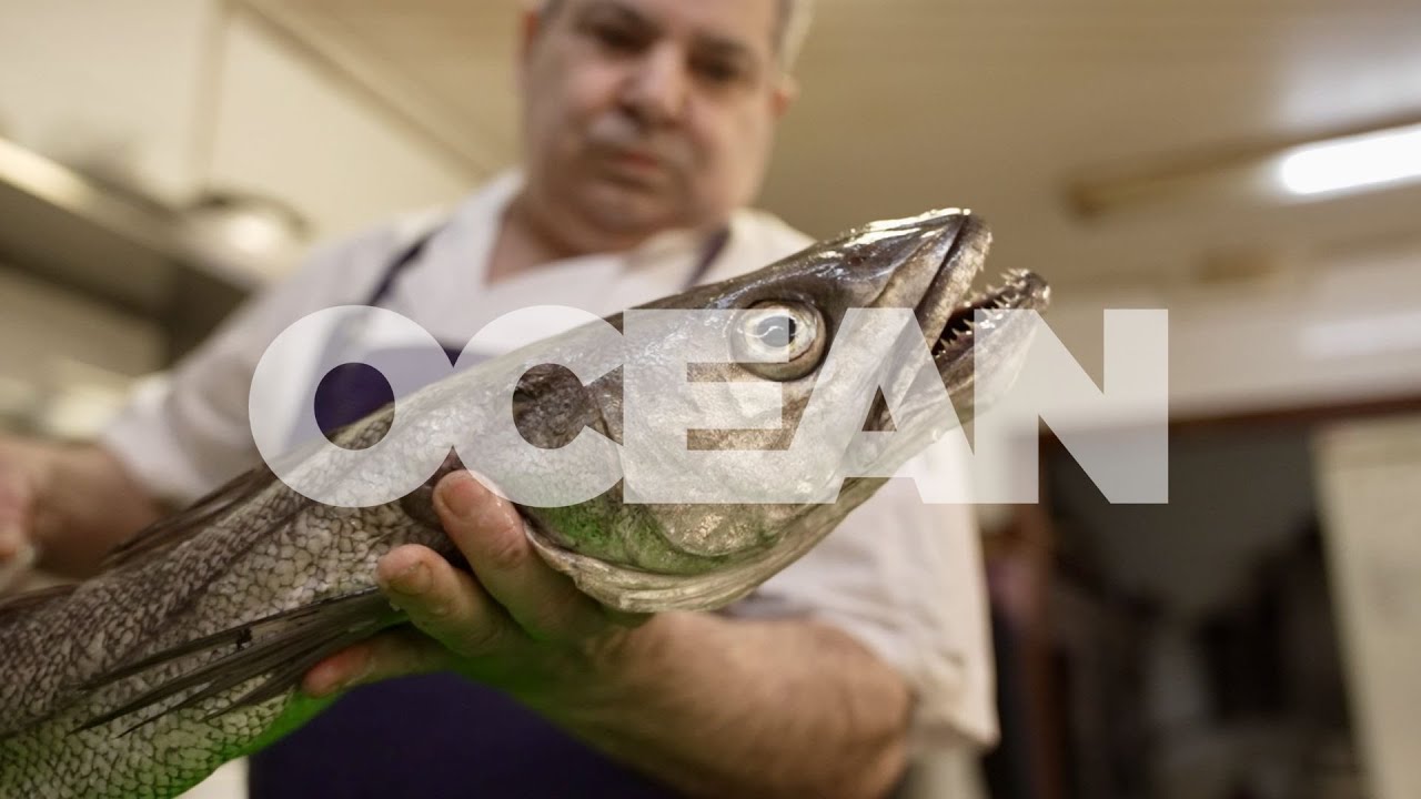 S06E04 OCEAN - Is hake's remarkable recovery in the Atlantic a sign of ...