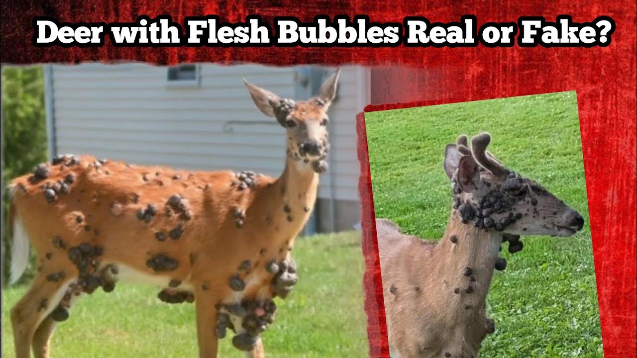 Mutant Deer With Flesh Bubbles Real or Fake | Viral Mutant Deer Photos ...