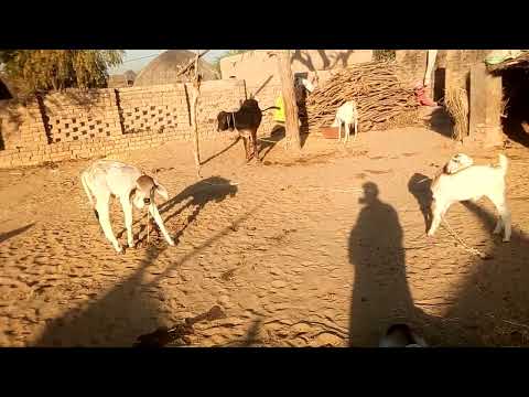 # goats vs cow in eating cross # - YouTube