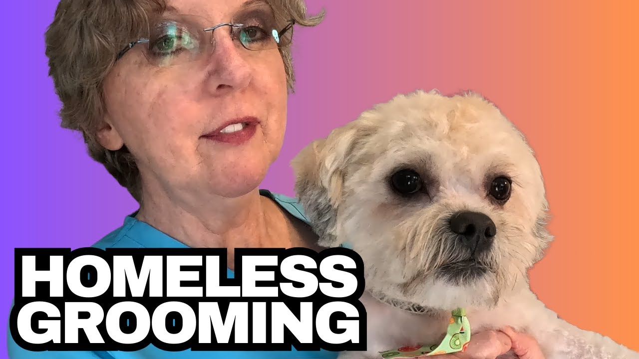 Grooming This Very Nervous Dog | Havanese Mix | Mortimer - YouTube