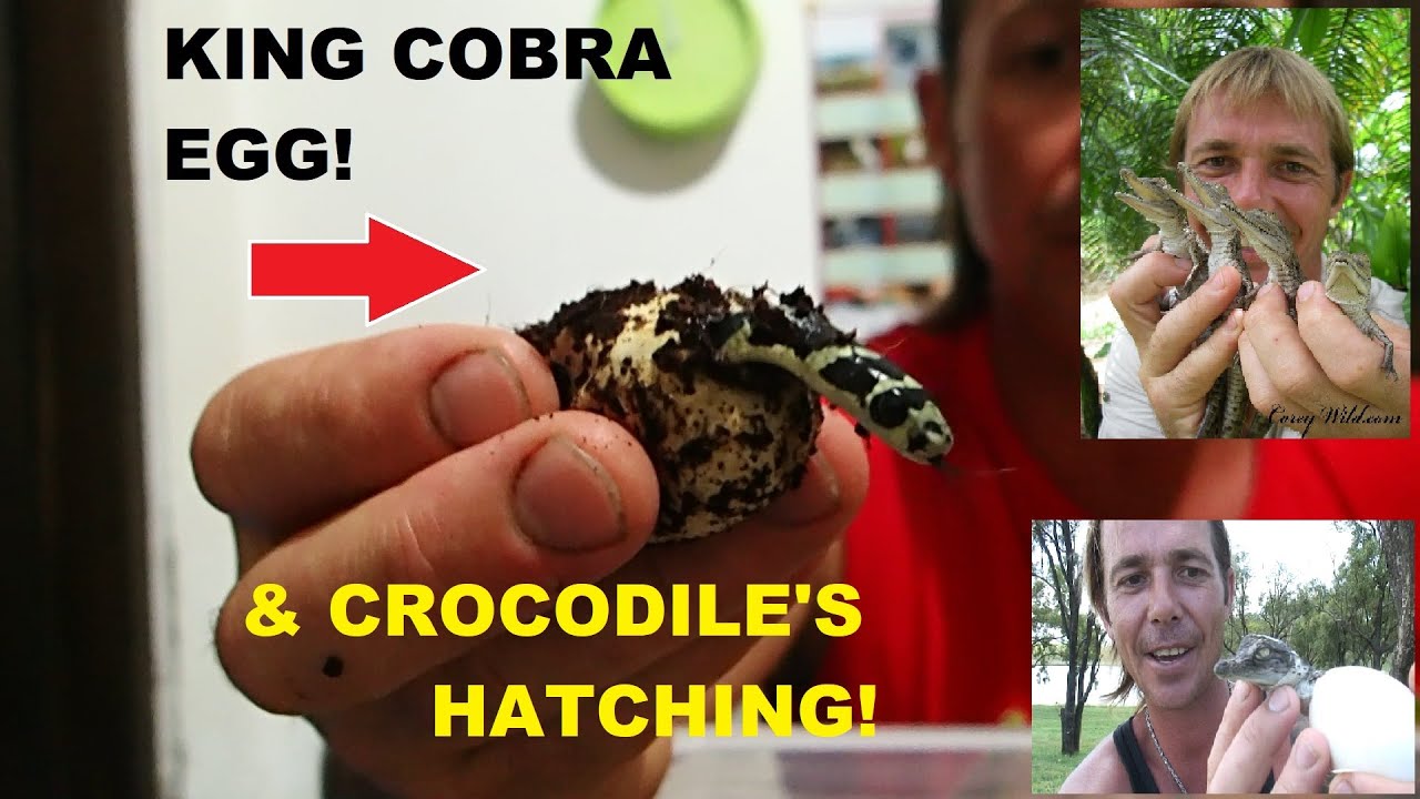 KING COBRA'S & CROCODILE Eggs Hatching! - SNAKE DUDE on YouTube ...