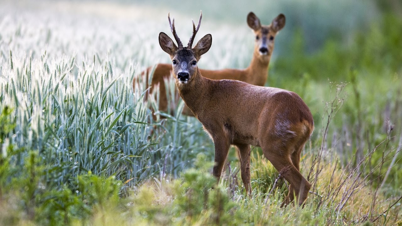 5 Wild Animals in Denmark Part 2 - YouTube