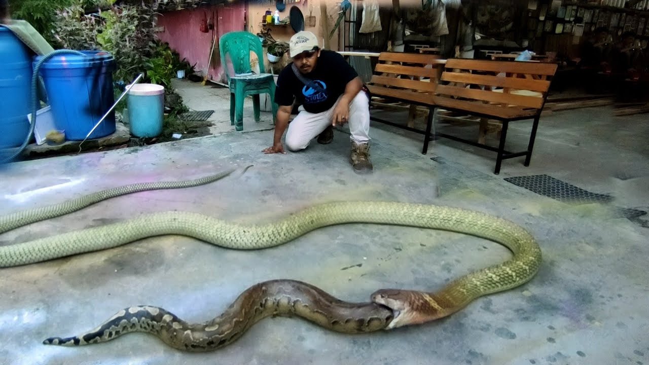 AKHIRNYA GOLDEN KING COBRA RAKSASA MAKAN PYTHON BUNTET..!! - YouTube
