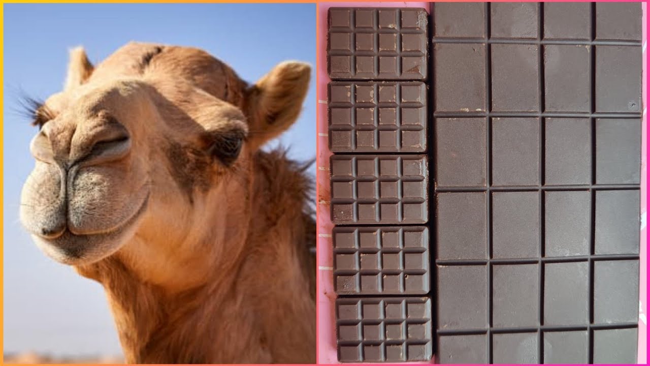 CAMEL MILK CHOCOLATE RECIPE | 1st time in YouTube | Chocolate Recipe ...