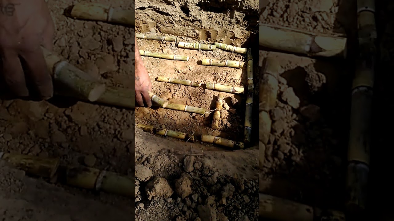 Ring pit method of sugarcane - YouTube