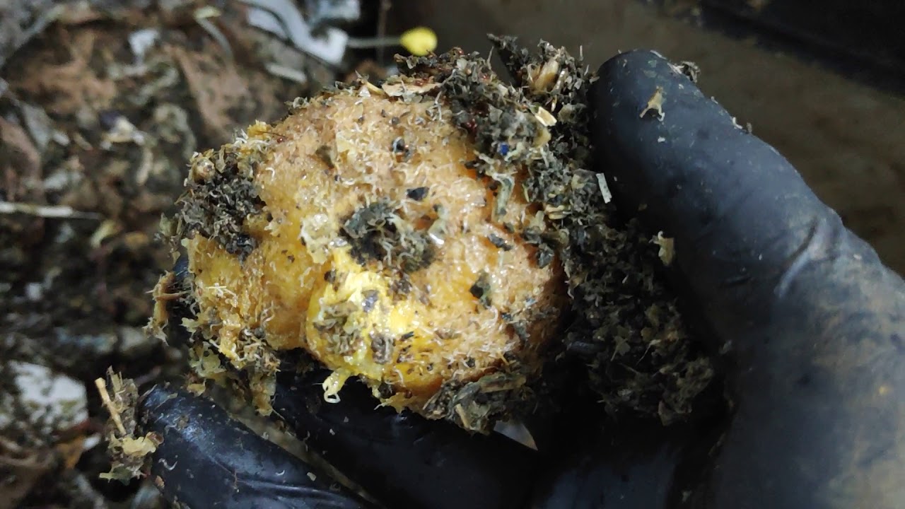 Miles de lombrices bebés creciendo sobre Limones en el vermicompostador ...