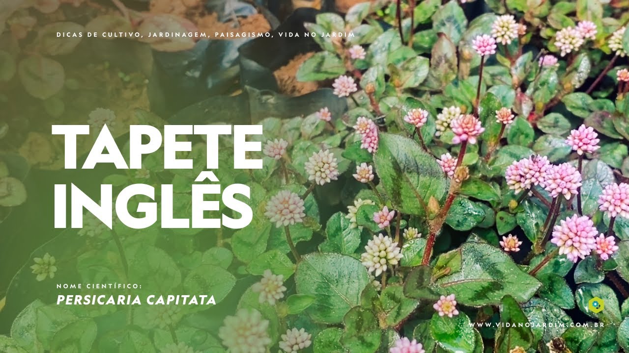 APRENDA mais sobre o TAPETE INGLÊS: Uma PLANTA COMUM que ESTÁ BRILHANDO ...