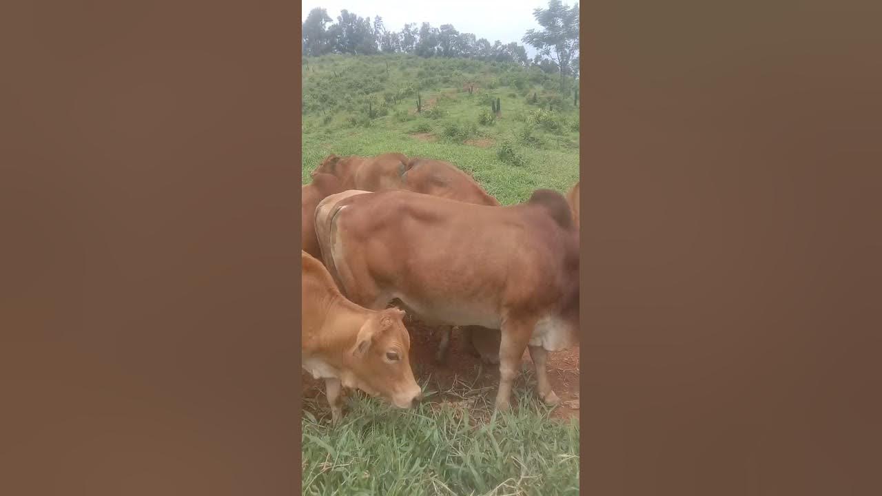 mus saib nyuj os hnub no na - YouTube