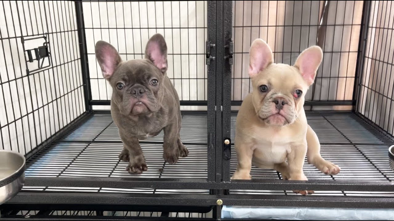 LOOK AT WHAT HAPPENED TO MY FRENCHIE SMH‼️🤒😤 - YouTube