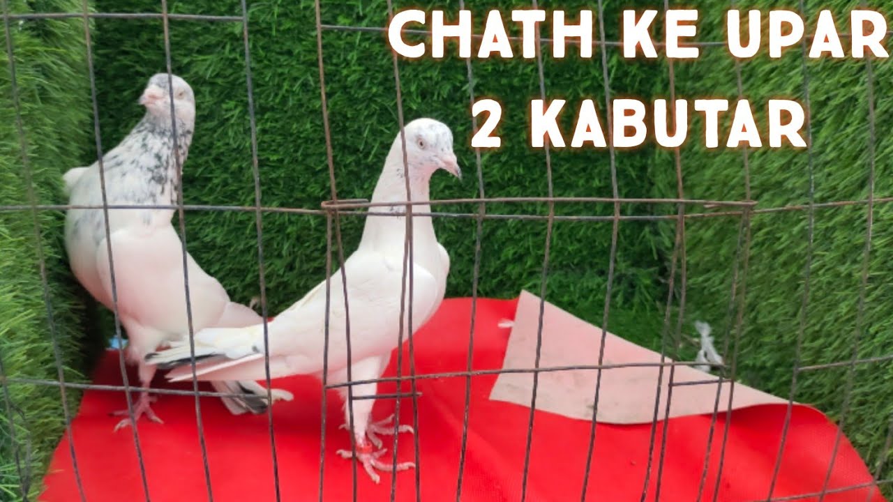 Pakistani kabutar lot imported pigeons pairs | top highflyers pigeon in ...