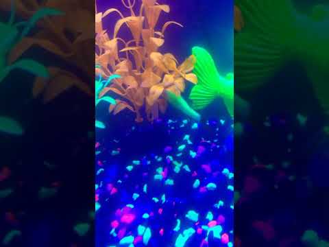 Glofish shark with light - YouTube