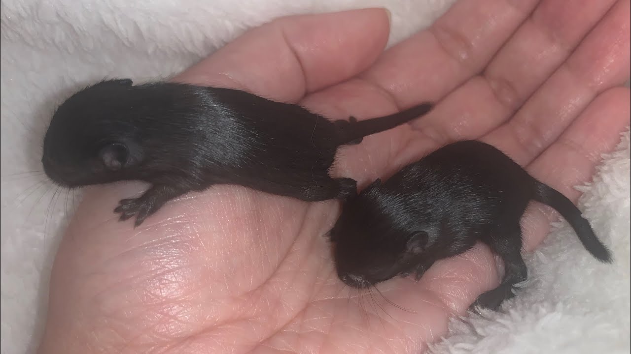13 Day Old Goth Gerbil Pups 🖤 - YouTube