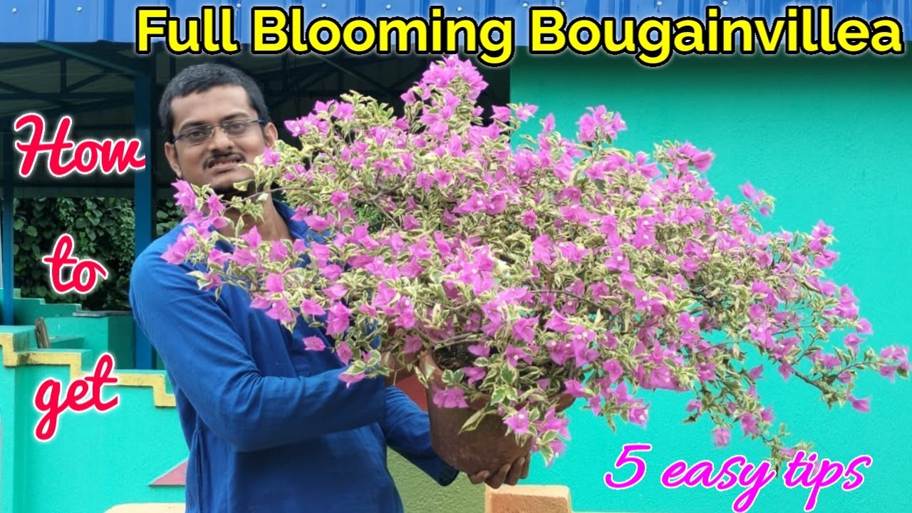 Bougainvillea flowering tips, Get maximum flowers | बोगनविला में ...