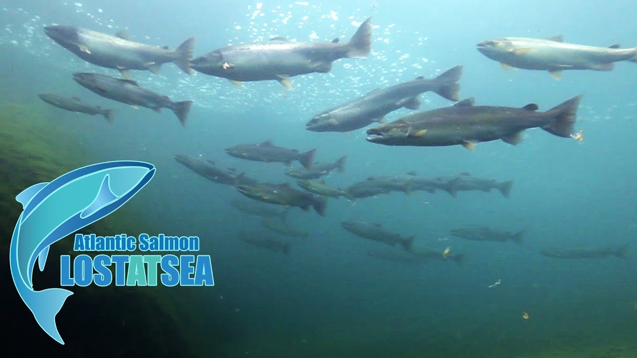 ATLANTIC SALMON Lost at Sea -TRAILER - YouTube