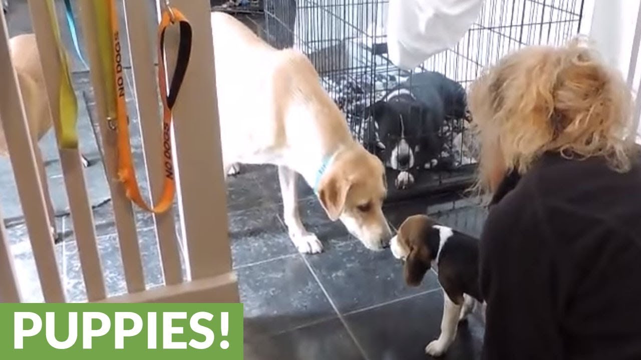 Beagle puppy teaches rescued dogs to trust humans - YouTube