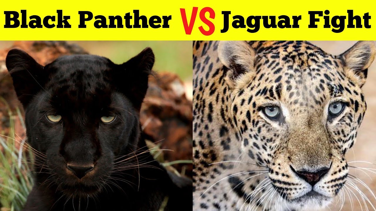 Jaguar Vs Panther