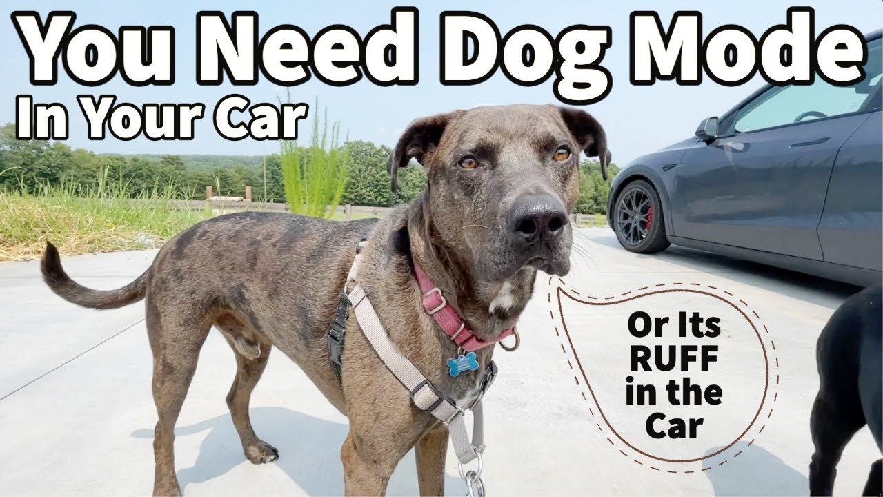 Yes, Not Kidding, You Need Dog Mode in Your Car - YouTube