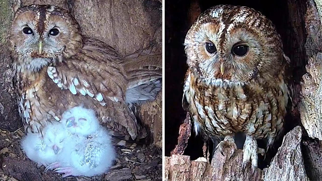 Tawny Owl Chicks Hatch & Grow Under Careful Watch of Adults | Bonnie ...