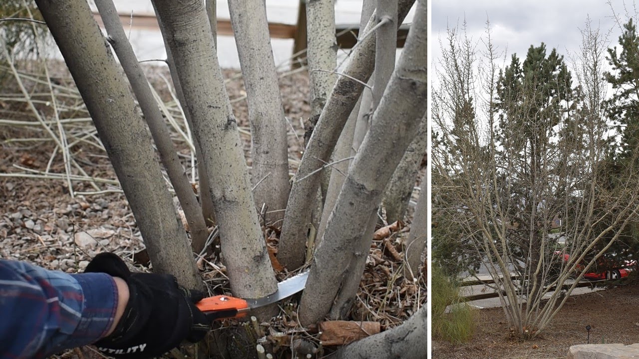 Thinning Deciduous Shrubs - Spring Cleanup - YouTube