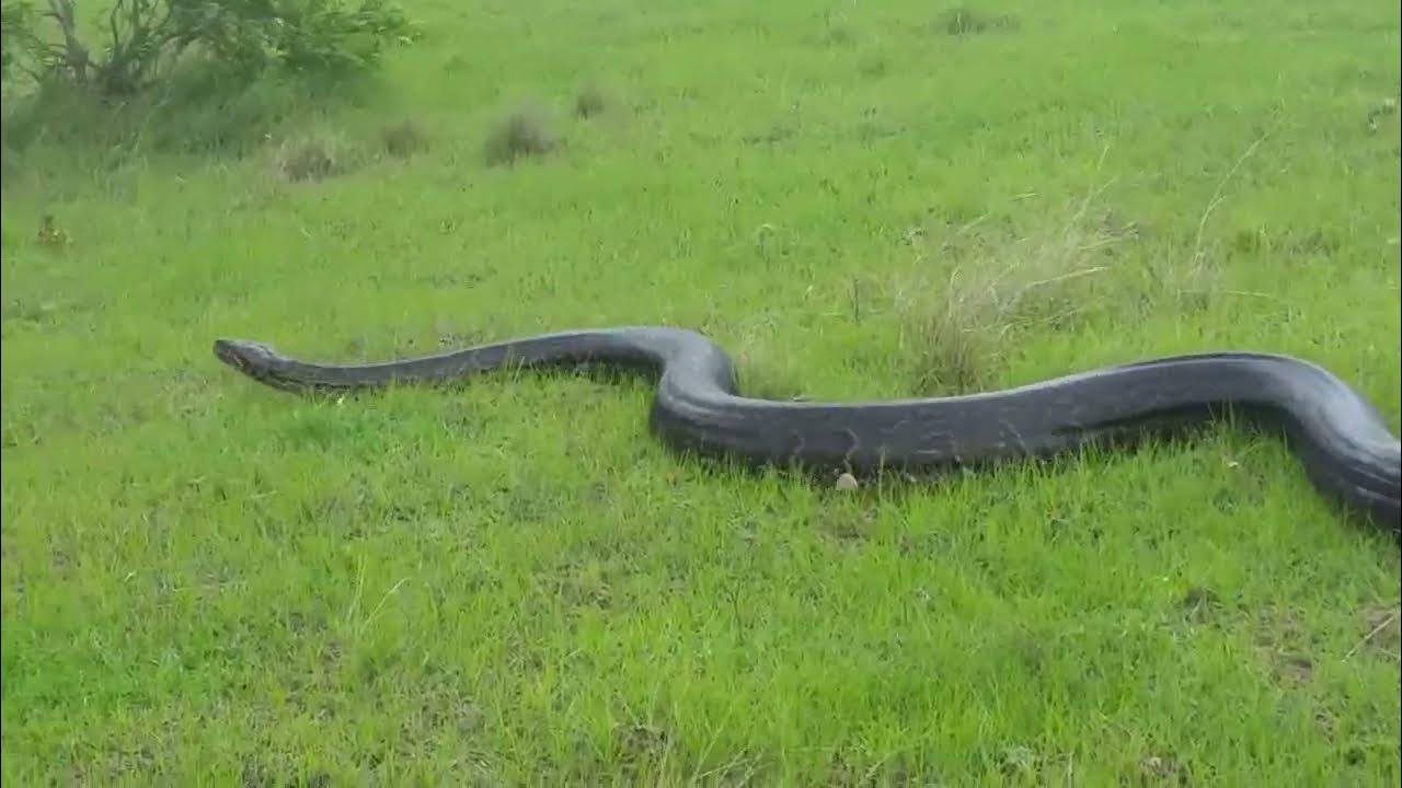 Massive Python spotted in Ballito - YouTube
