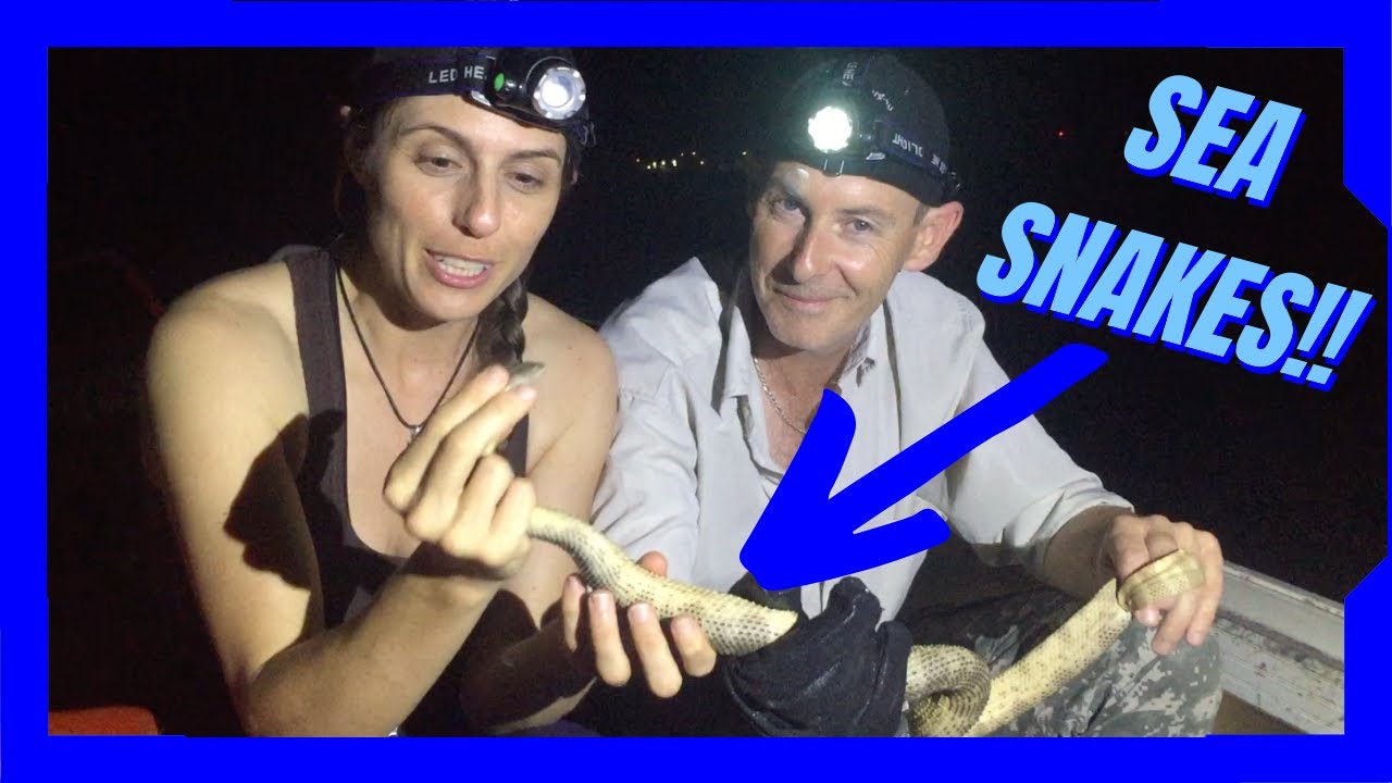 Sizzle reel: Sea Snakes, Monitor Lizards, and venom extraction, oh my ...