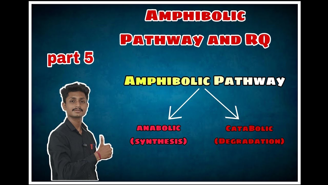 Amphibolic Pathway and Respiratory Quotient ( RQ ) - YouTube