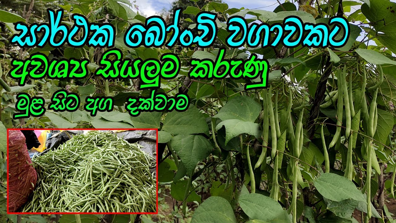 බොංචි වගාව / Bean cultivation / bonchi wagawa / බොංචි වගාවක් නිවැරදිව ...
