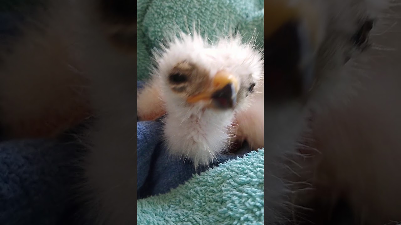 red tailed hawk hatchling - YouTube