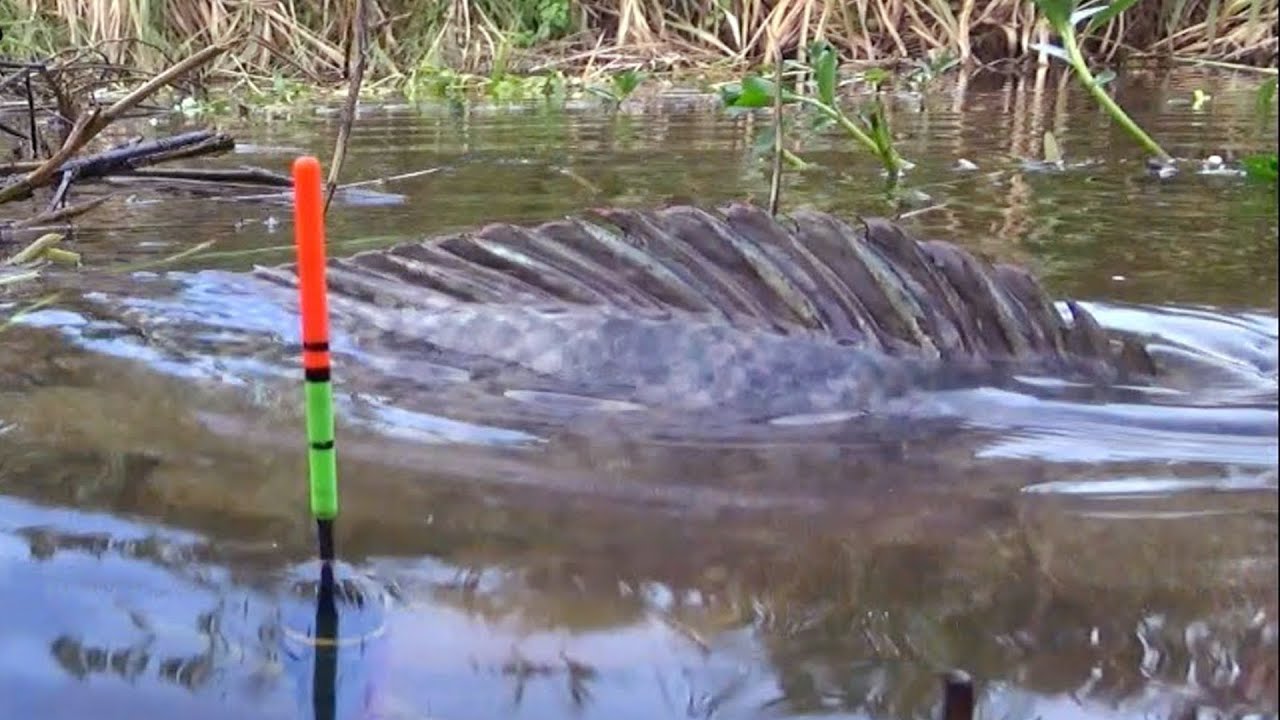 Fishing | Amazing fishing | Catching Big krap Fish - YouTube