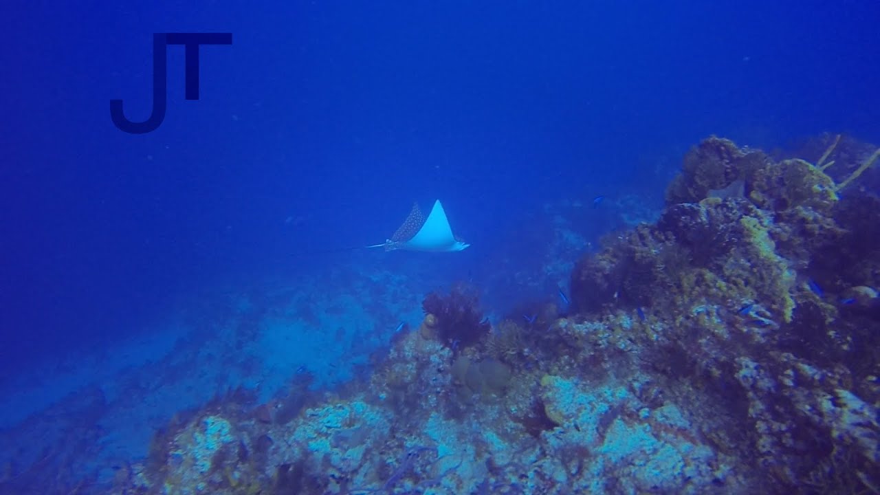 Diving - Punta Sur Cathedral - Cozumel, Mexico - YouTube