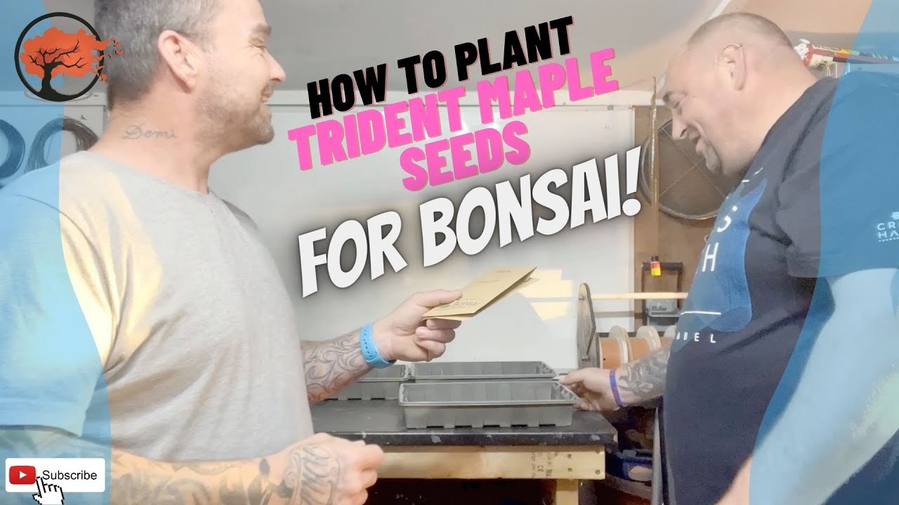How to plant Trident maple seeds for bonsai - YouTube