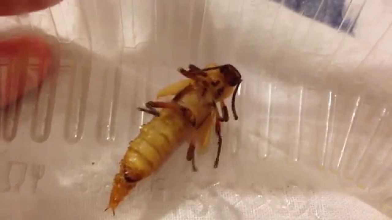 Adult zophobas morio beetle comes out of the pupa (part 1) - YouTube