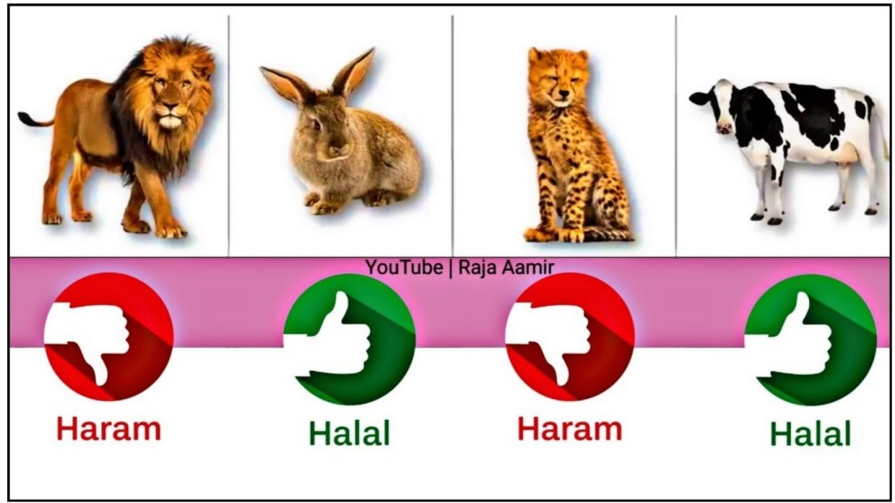 Halal and Haram animals meat in islam | 2023 | Raja Aamir - YouTube