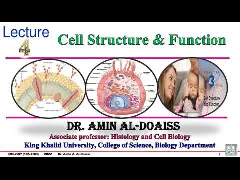 4- Cell structure and function - YouTube