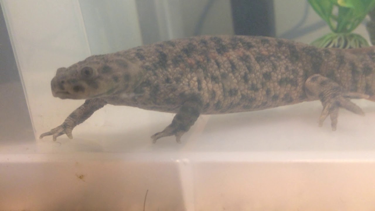 Spanish ribbed newt care guide - YouTube