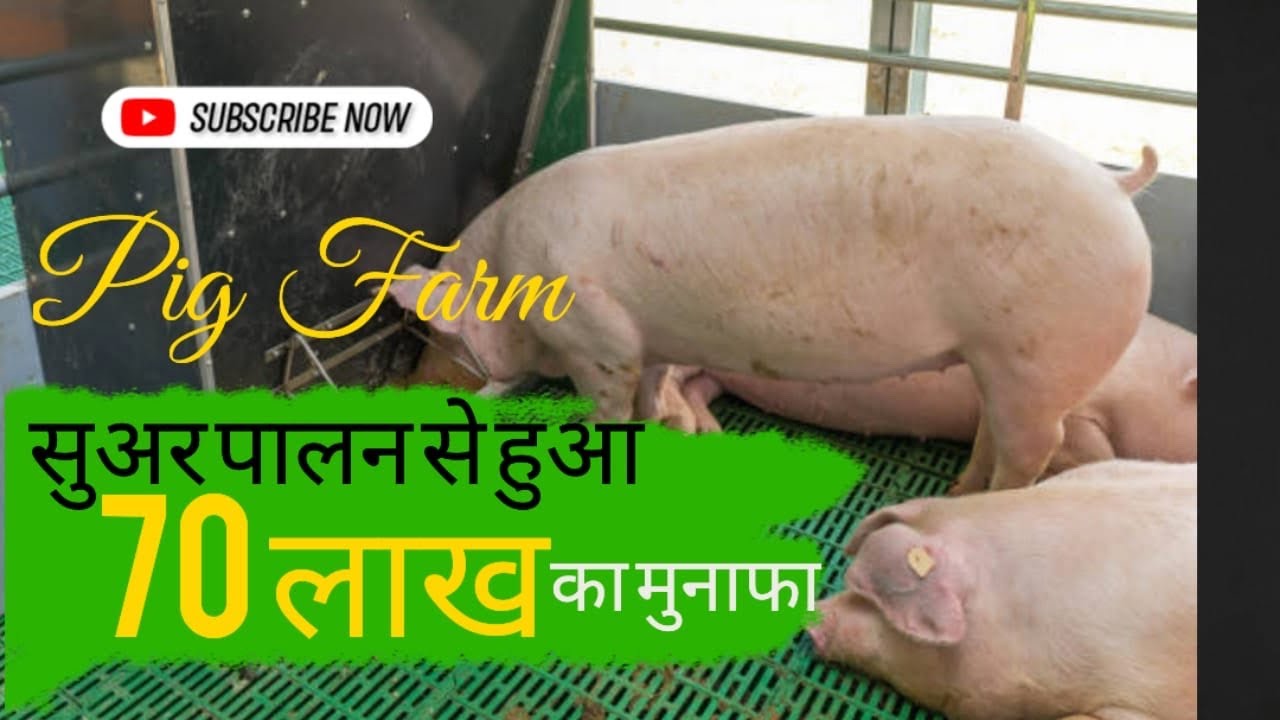 Pig Farm से मैं कमाता हूँ 70 लाख सालाना | Pig Farming - YouTube