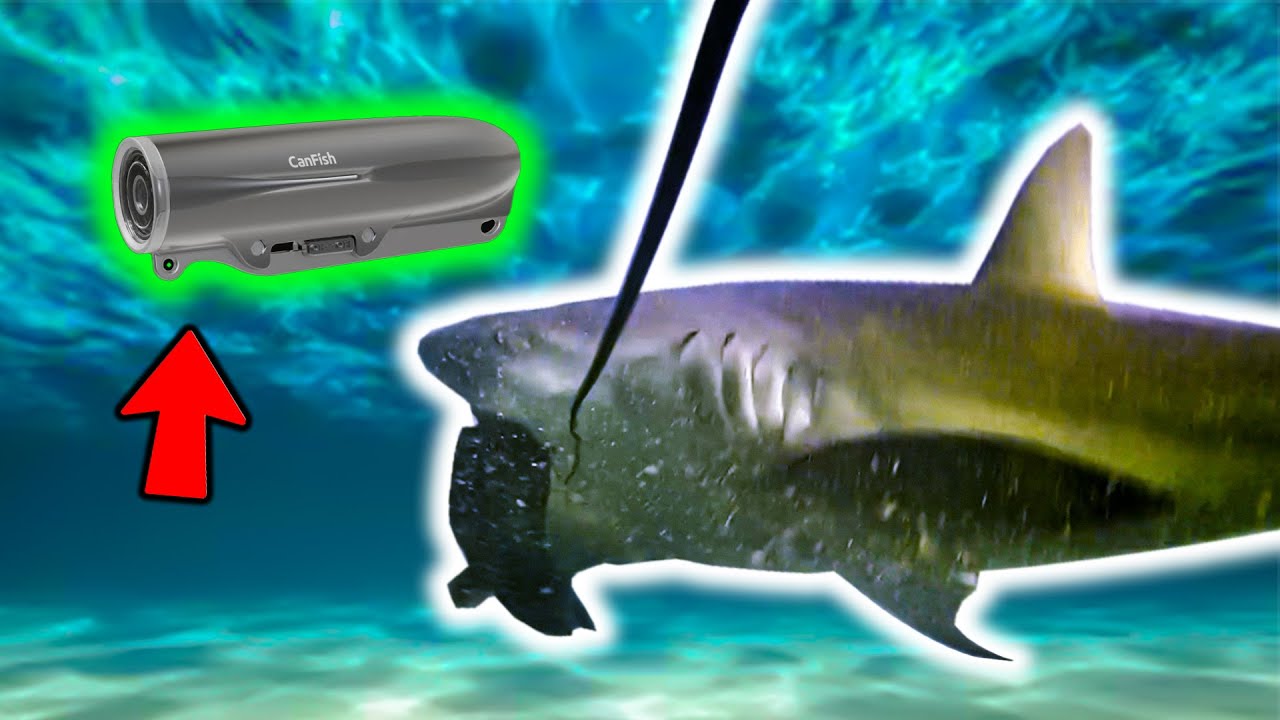 Putting a Camera on a Shark Bait! (Insane Video) - YouTube