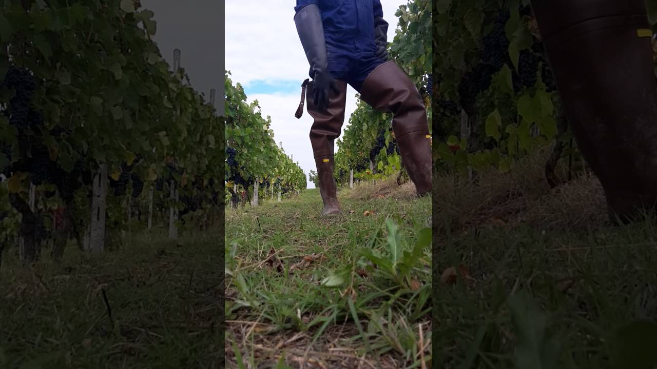 Waders Superga harvest. Goduria in vigna con Superga - YouTube