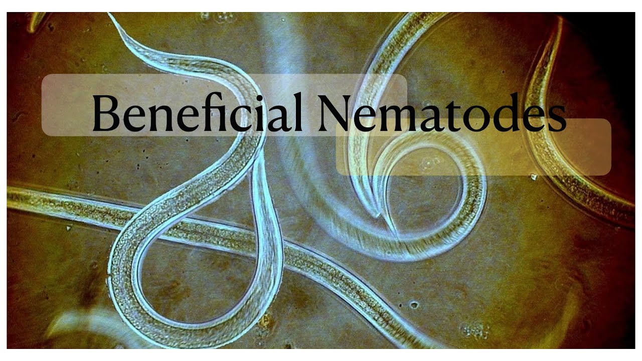 Beneficial Nematodes (Garden Pest Control) - YouTube