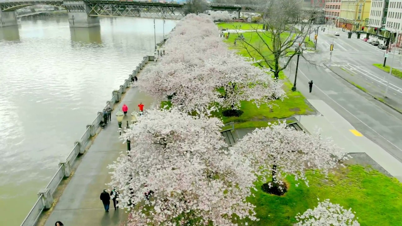 Portland Cherry Blossoms 2018 [4K] - YouTube