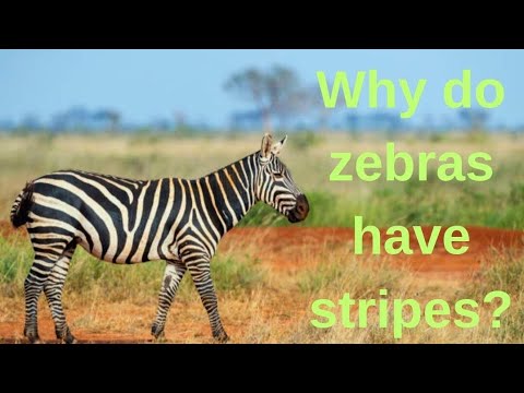 Why do zebras have stripes? - YouTube