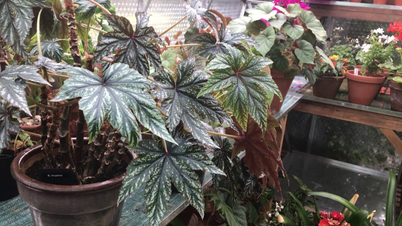 Begonia tour in the greenhouse, part two. - YouTube