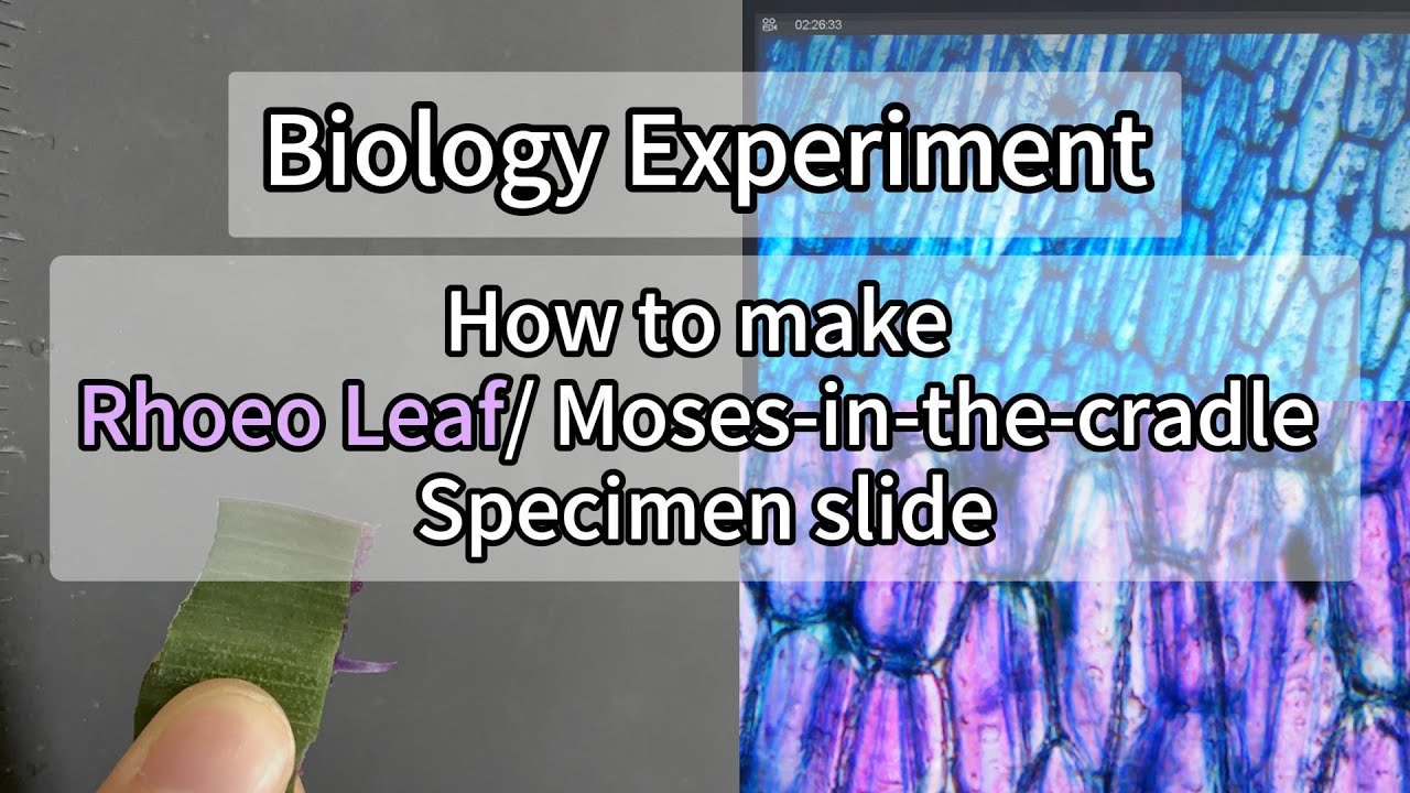 How to make Rhoeo Leaf/ Moses-in-the-cradle specimen slide (methylene ...