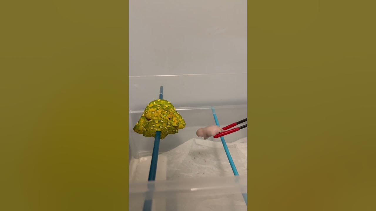 Green Tree Python Eating! #reptile #snake #feeding - YouTube